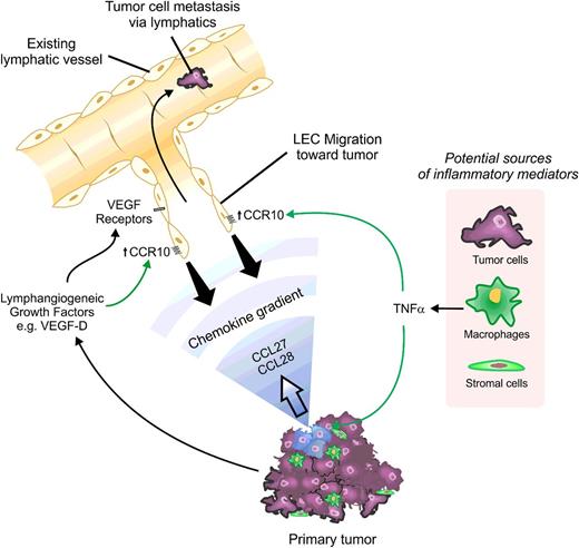 CCL27/CCL28–CCR10 Chemokine Signaling Mediates Migration of Lymphatic ...