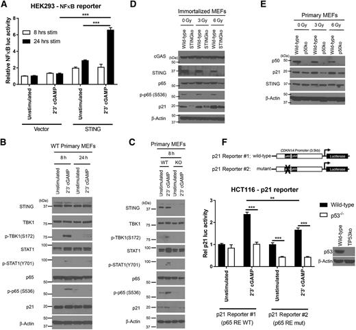 STING Promotes Homeostasis via Regulation of Cell Proliferation and ...
