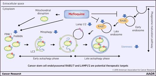 Disruption of Endolysosomal RAB5/7 Efficiently Eliminates Colorectal ...