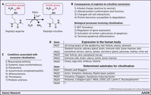 Citrullination in Cancer | Cancer Research | American Association for ...
