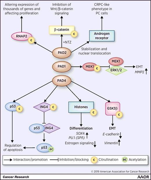 Citrullination in Cancer | Cancer Research | American Association for ...