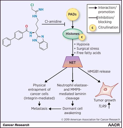 Citrullination in Cancer | Cancer Research | American Association for Cancer Research