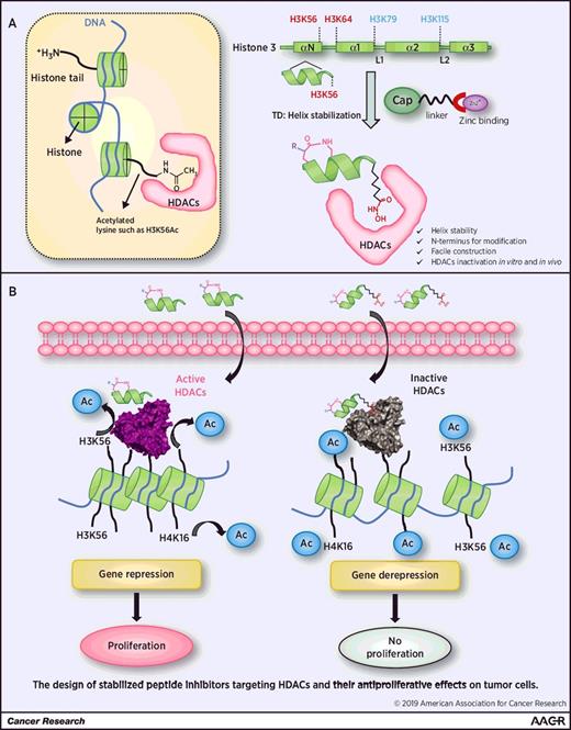 Stabilized Peptide HDAC Inhibitors Derived from HDAC1 Substrate H3K56 ...