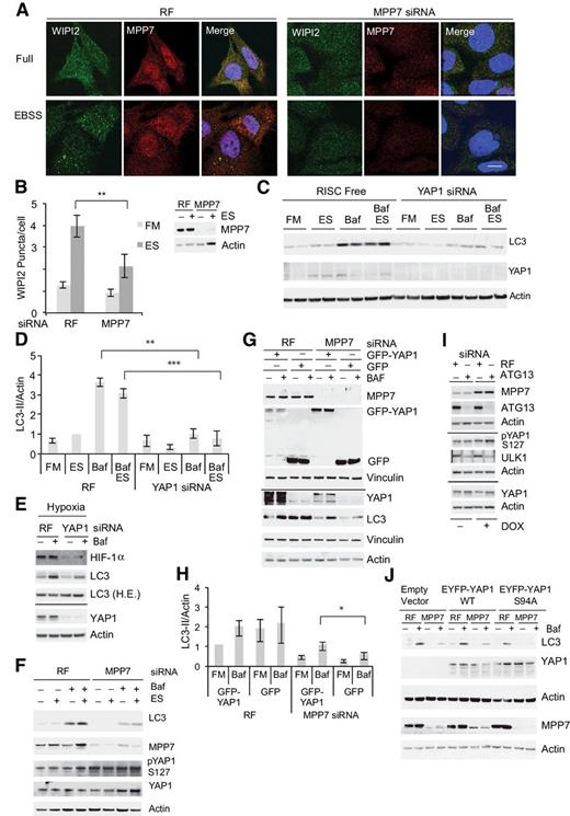 MDH1 and MPP7 Regulate Autophagy in Pancreatic Ductal Adenocarcinoma ...