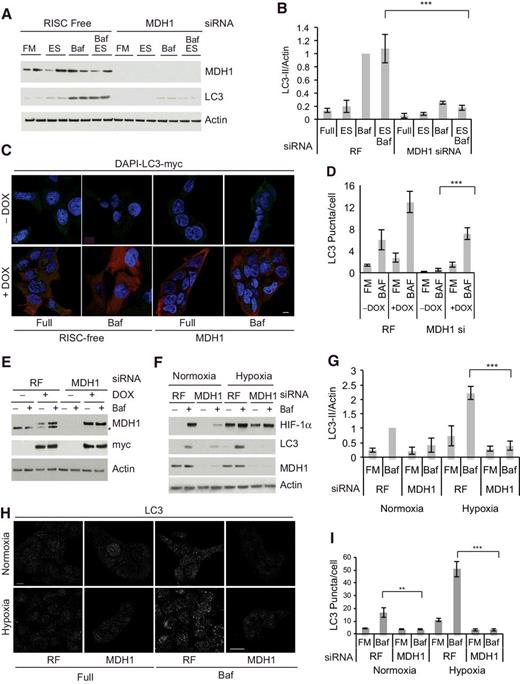 MDH1 and MPP7 Regulate Autophagy in Pancreatic Ductal Adenocarcinoma ...