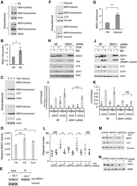 MDH1 and MPP7 Regulate Autophagy in Pancreatic Ductal Adenocarcinoma ...