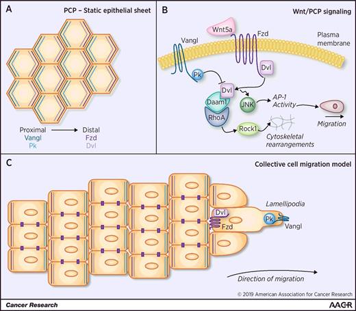 Wnt/PCP Signaling Contribution to Carcinoma Collective Cell Migration ...
