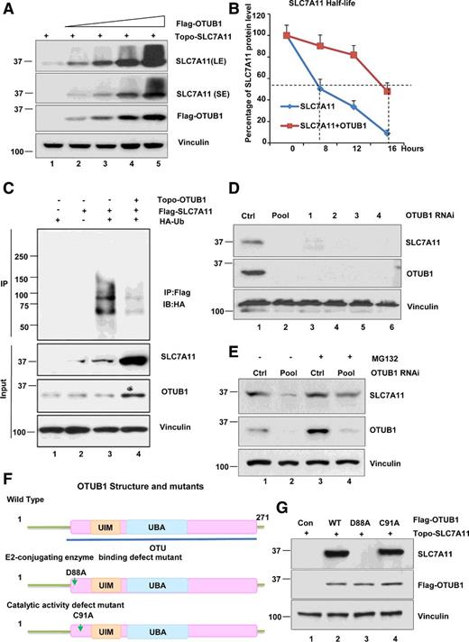 The Deubiquitylase OTUB1 Mediates Ferroptosis via Stabilization of ...