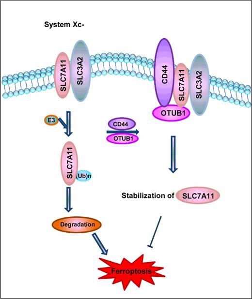 The Deubiquitylase OTUB1 Mediates Ferroptosis via Stabilization of ...