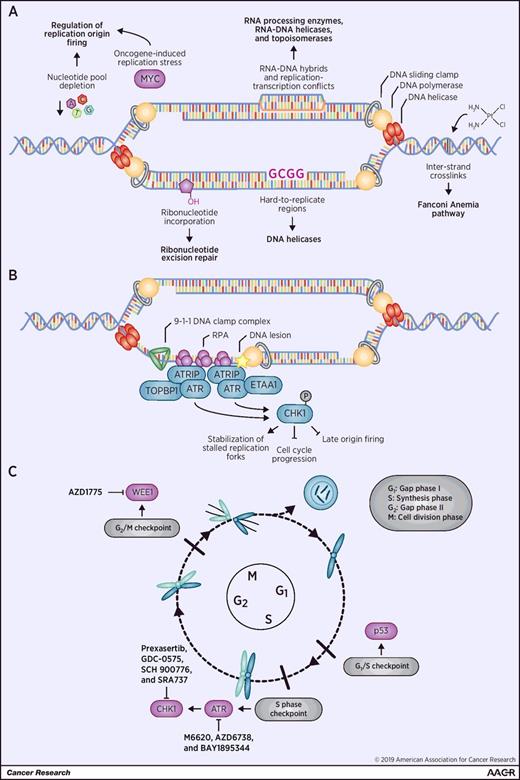 Exploiting DNA Replication Stress for Cancer Treatment | Cancer ...