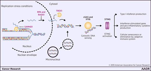 Exploiting DNA Replication Stress for Cancer Treatment | Cancer ...