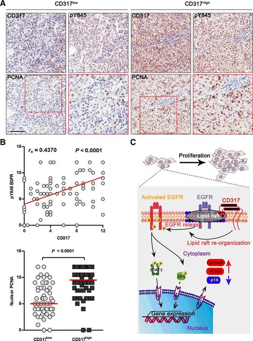 CD317 Activates EGFR by Regulating Its Association with Lipid Rafts ...