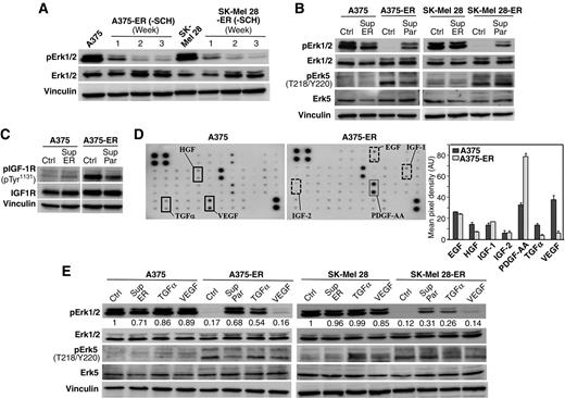 Resistance to MAPK Inhibitors in Melanoma Involves Activation of the ...