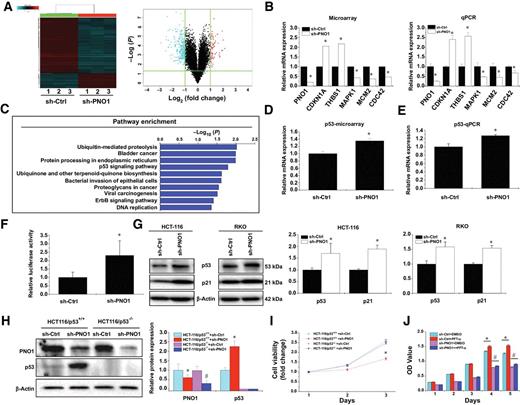 EBF1-Mediated Upregulation of Ribosome Assembly Factor PNO1 Contributes ...