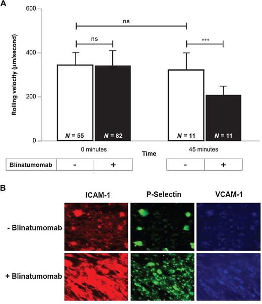 Adhesion of T Cells to Endothelial Cells Facilitates Blinatumomab ...