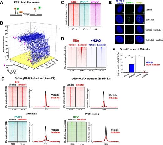 Endonuclease FEN1 Coregulates ERα Activity and Provides a Novel Drug ...