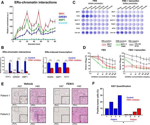 Endonuclease FEN1 Coregulates ERα Activity and Provides a Novel Drug ...