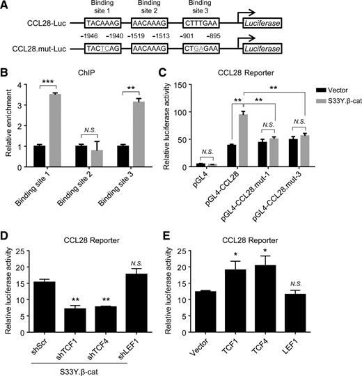 Blockade of β-Catenin–Induced CCL28 Suppresses Gastric Cancer ...