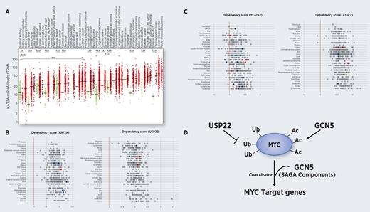 Targeting the SAGA and ATAC Transcriptional Coactivator Complexes in ...