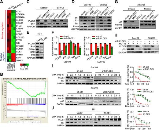 Hypomethylation-Linked Activation of PLCE1 Impedes Autophagy and ...