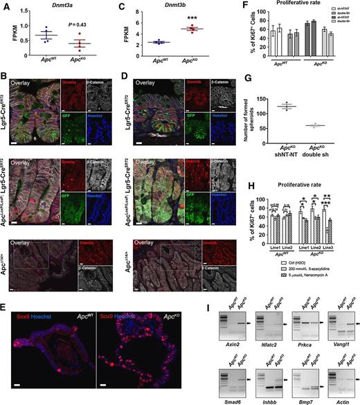 Loss of Apc Rapidly Impairs DNA Methylation Programs and Cell Fate ...