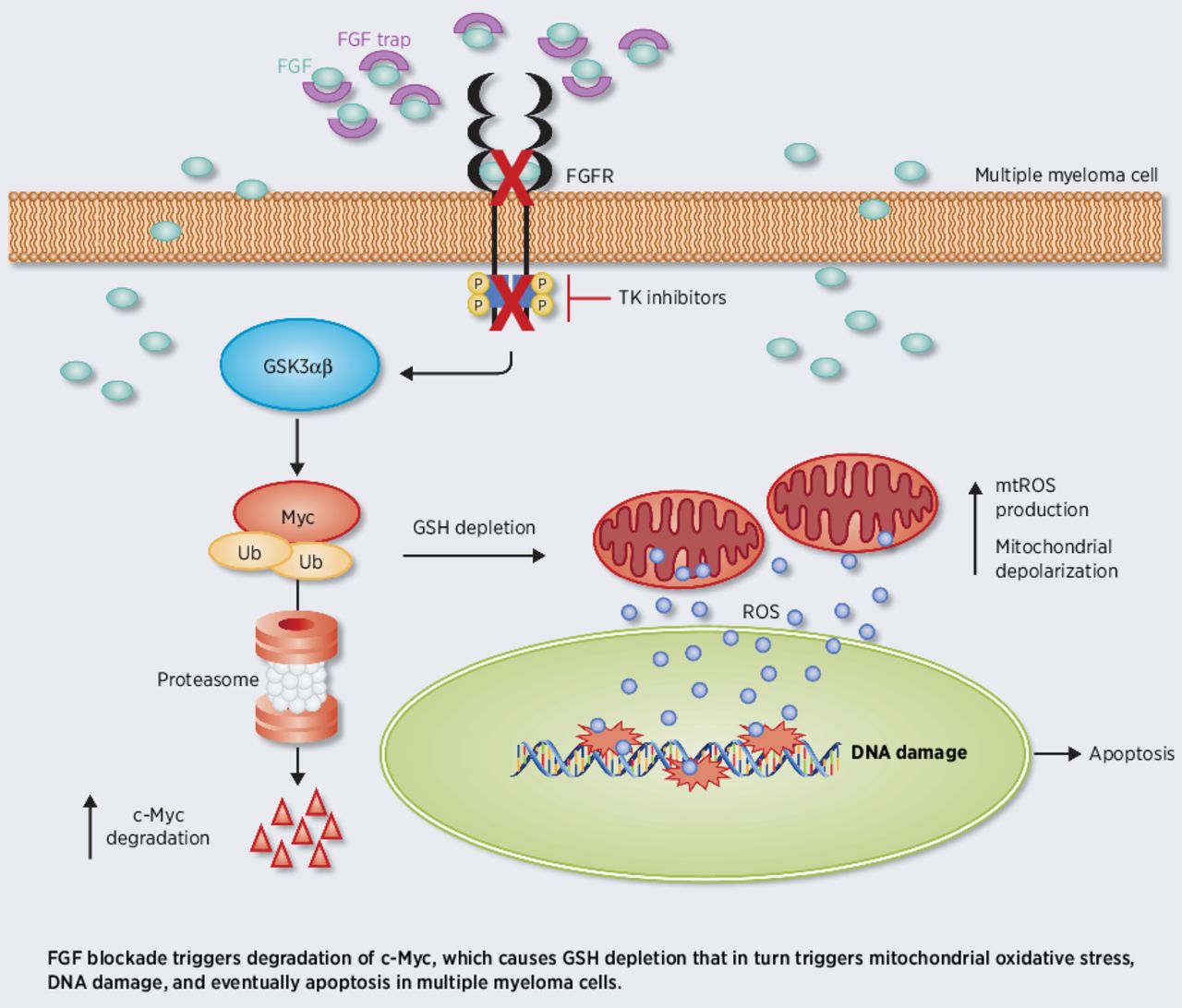 FGF Trapping Inhibits Multiple Myeloma Growth through c-Myc Degradation ...