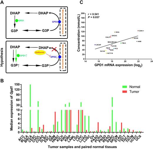 GPD1 Enhances the Anticancer Effects of Metformin by Synergistically ...