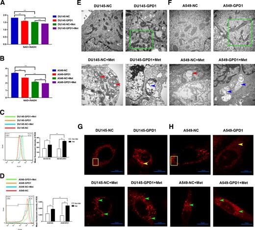 GPD1 Enhances the Anticancer Effects of Metformin by Synergistically ...