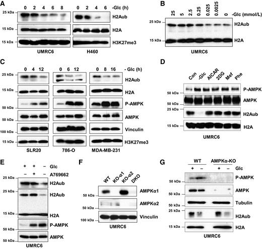H2A Monoubiquitination Links Glucose Availability to Epigenetic ...