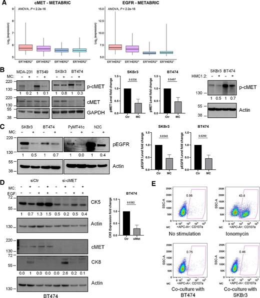 Infiltrating Mast Cell–Mediated Stimulation of Estrogen Receptor ...