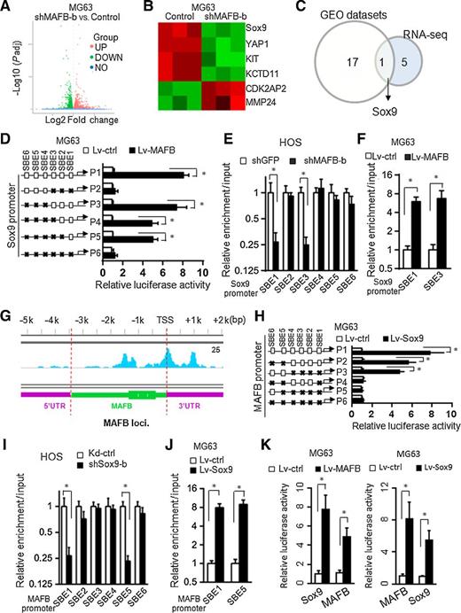 MAFB Promotes Cancer Stemness and Tumorigenesis in Osteosarcoma through ...