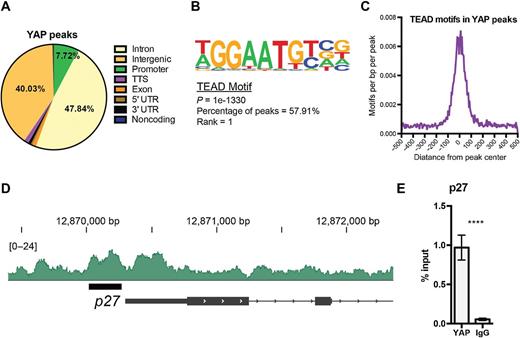 YAP-Mediated Recruitment of YY1 and EZH2 Represses Transcription of Key ...