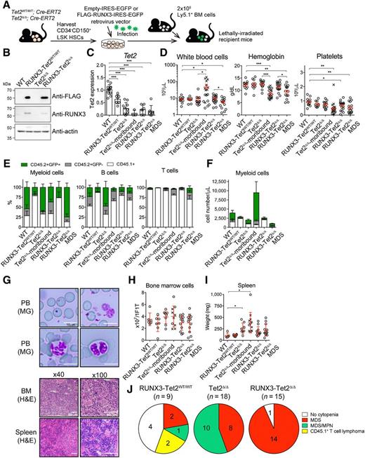 Overexpression of RUNX3 Represses RUNX1 to Drive Transformation of Myelodysplastic Syndrome ...