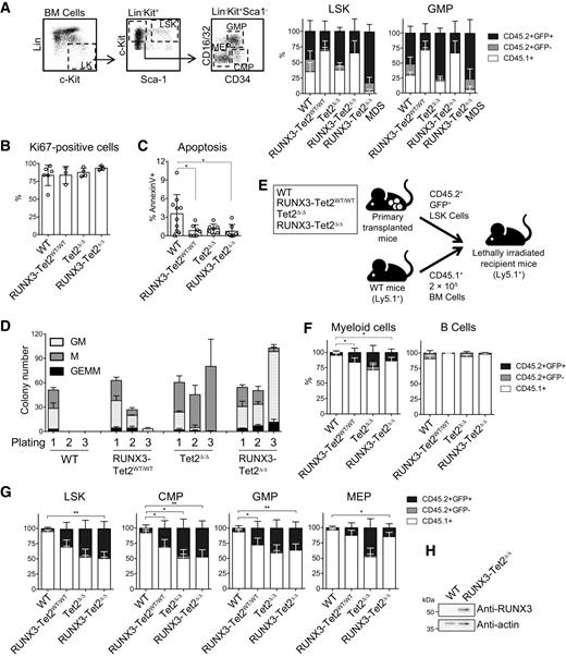Overexpression of RUNX3 Represses RUNX1 to Drive Transformation of Myelodysplastic Syndrome ...