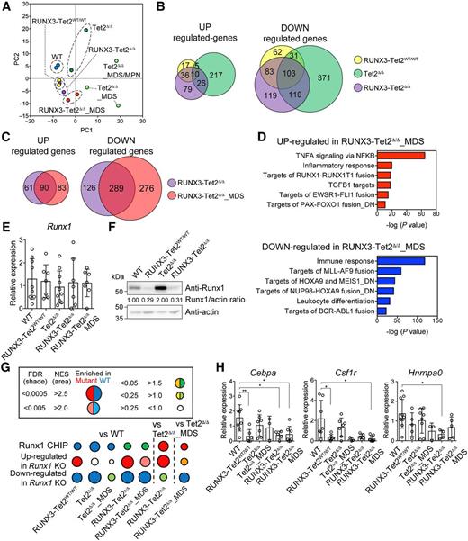 Overexpression of RUNX3 Represses RUNX1 to Drive Transformation of Myelodysplastic Syndrome ...