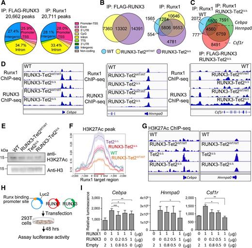 Overexpression of RUNX3 Represses RUNX1 to Drive Transformation of Myelodysplastic Syndrome ...
