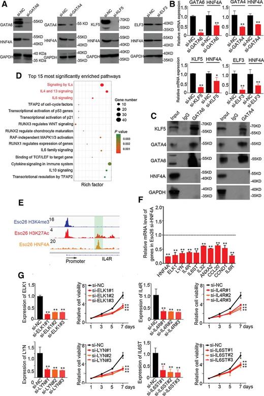 Lineage-Specific Epigenomic and Genomic Activation of Oncogene HNF4A ...