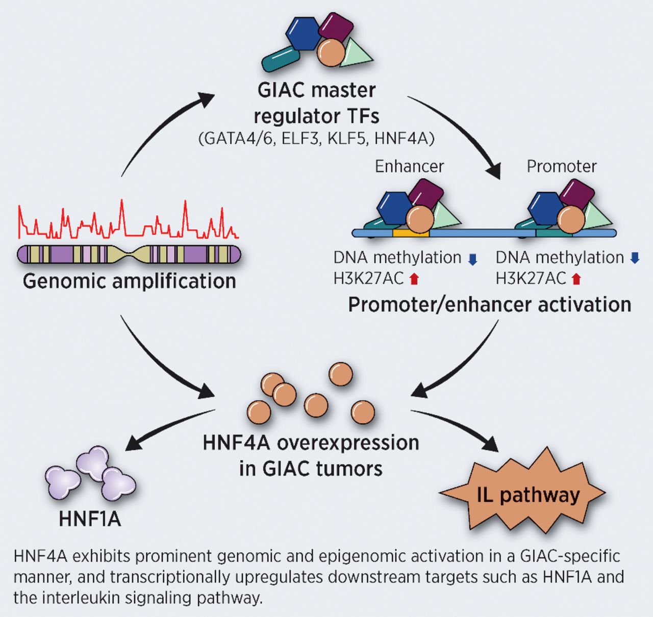 Lineage-Specific Epigenomic and Genomic Activation of Oncogene HNF4A ...