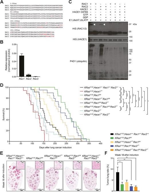 HACE1 Prevents Lung Carcinogenesis via Inhibition of RAC-Family GTPases ...