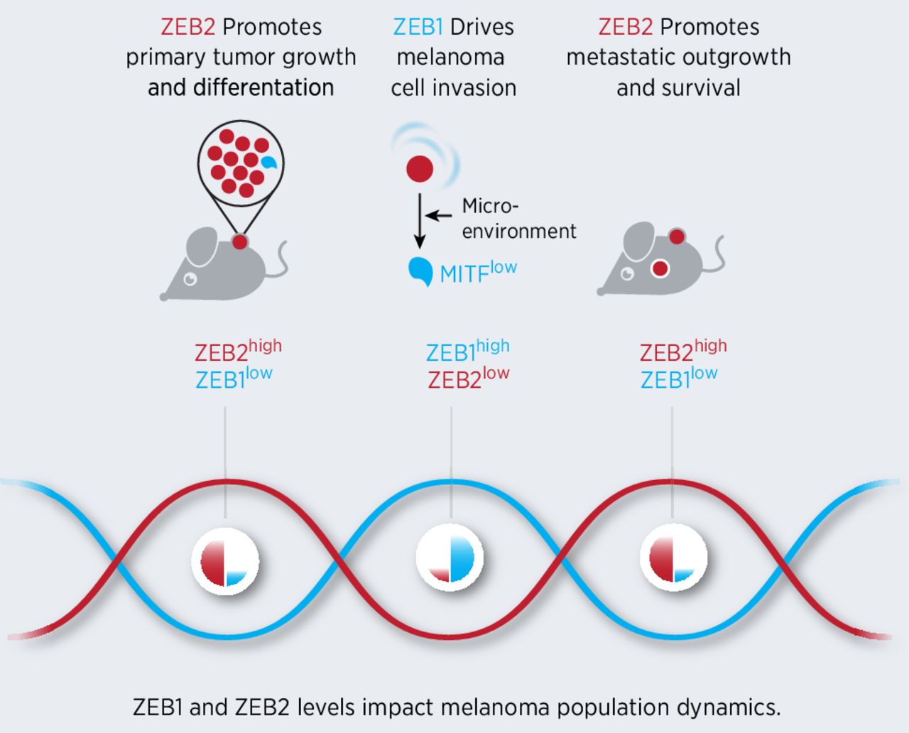 The EMT Transcription Factor ZEB2 Promotes Proliferation of Primary and ...