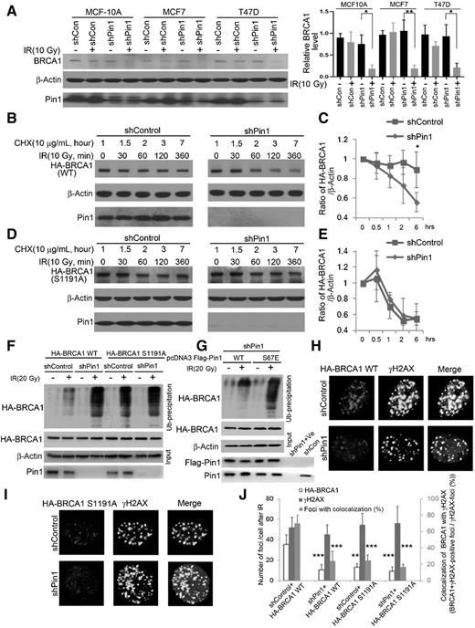 Inactivation of the Prolyl Isomerase Pin1 Sensitizes BRCA1-Proficient ...