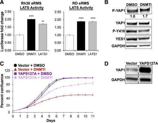 Targeting Hippo-Dependent and Hippo-Independent YAP1 Signaling for the ...
