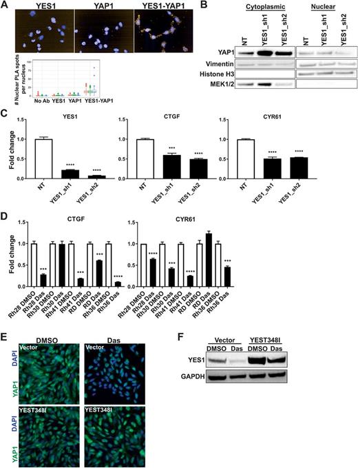 Targeting Hippo-Dependent and Hippo-Independent YAP1 Signaling for the ...