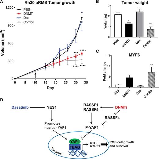 Targeting Hippo-Dependent and Hippo-Independent YAP1 Signaling for the ...