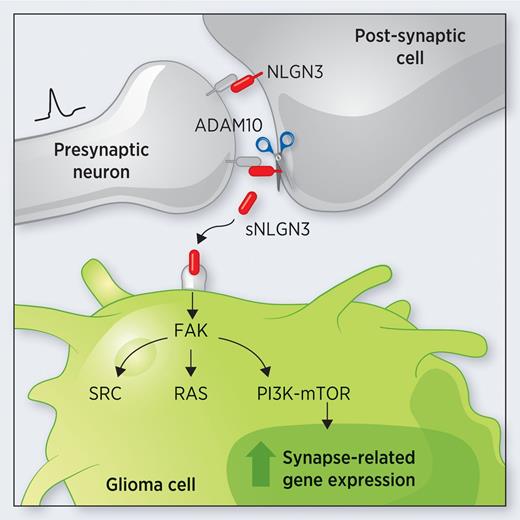 Synaptic Communication in Brain Cancer | Cancer Research | American ...