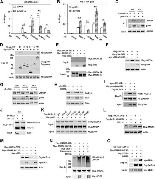 p300-Mediated Acetylation of Histone Demethylase JMJD1A Prevents Its ...