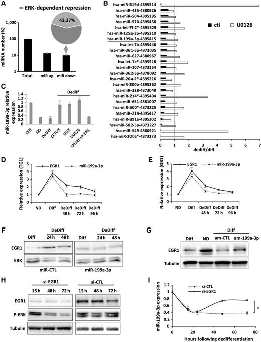 ERK-Mediated Loss of miR-199a-3p and Induction of EGR1 Act as a “Toggle ...