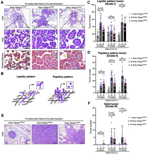 Microenvironmental Activation of Nrf2 Restricts the Progression of Nrf2 ...