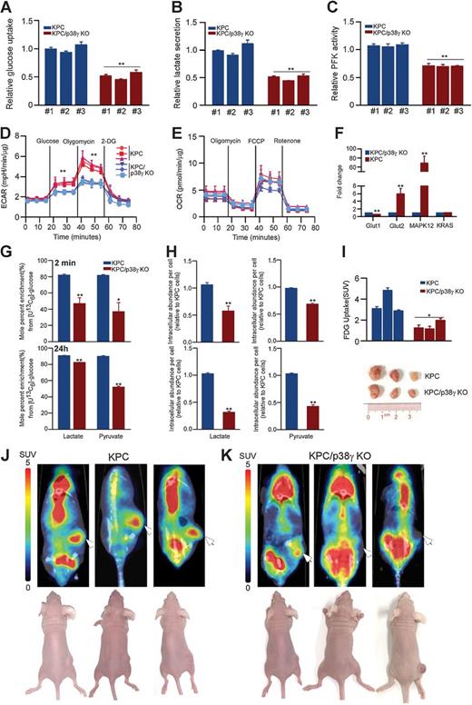 p38γ MAPK Is Essential for Aerobic Glycolysis and Pancreatic ...