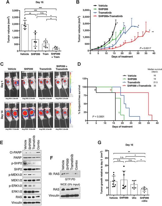 NRAS Status Determines Sensitivity to SHP2 Inhibitor Combination ...